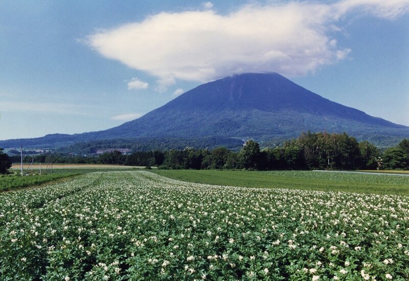 北海道・山野逍遥（夏の章）・ 積丹半島 → 羊蹄山山麓 : ふうー太郎日記