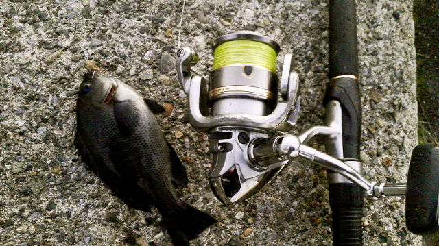 釣り好きfyuiiの日記 : 落とし込み/前打ち（メジナ）