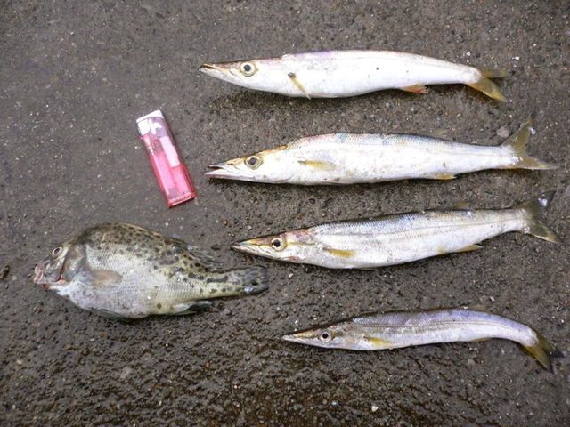 釣り好きfyuiiの日記 : 2012年01月