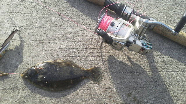 釣り好きfyuiiの日記 : カレイ（底物釣行/カレイ/karei/鰈）