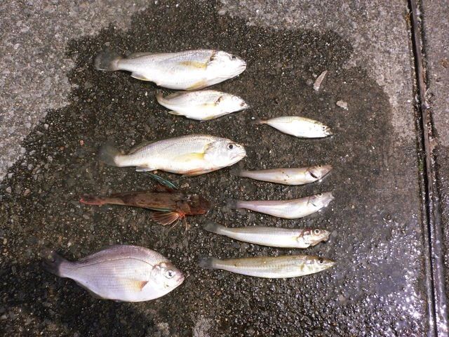 釣り好きfyuiiの日記 : 2012年01月