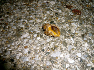 釣り好きfyuiiの日記 : 落ちハゼ釣行 三方五湖久々子の湖の朝まだき ハゼ釣れ始めて雨はつのれり （引用）