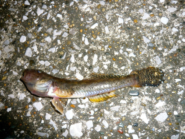 釣り好きfyuiiの日記 : 落ちハゼ釣行 三方五湖久々子の湖の朝まだき ハゼ釣れ始めて雨はつのれり （引用）