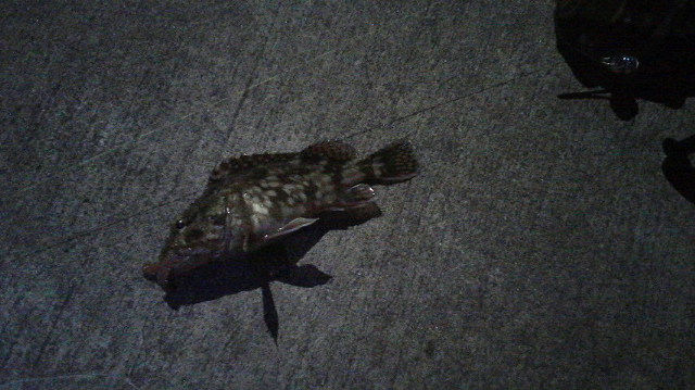 釣り好きfyuiiの日記 : Rock fish /（かさご/西日本ではガシリング/ガシラ/岩魚）