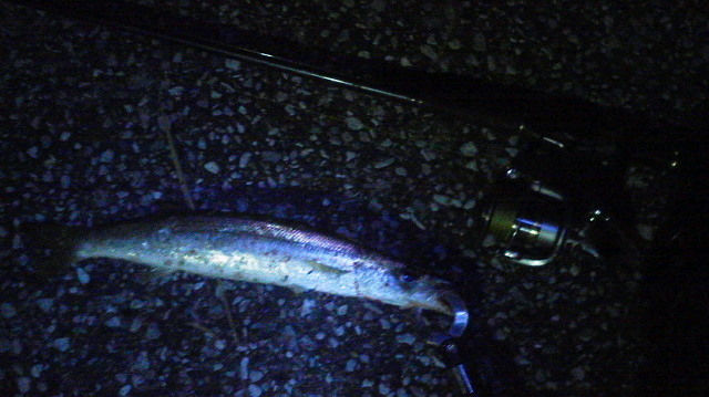 釣り好きfyuiiの日記 : 本日の一本（フィッシュイーター/kamasu/カマス/40センチオーバー）