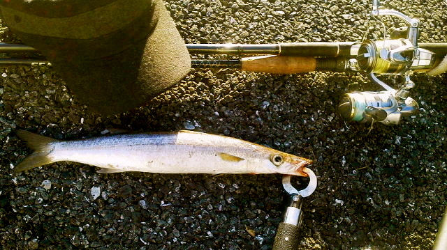 釣り好きfyuiiの日記 : 本日の一本（フィッシュイーター/kamasu/カマス/40センチオーバー）