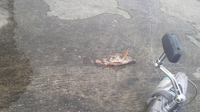 釣り好きfyuiiの日記 : Rock fish /（かさご/西日本ではガシリング/ガシラ/岩魚）