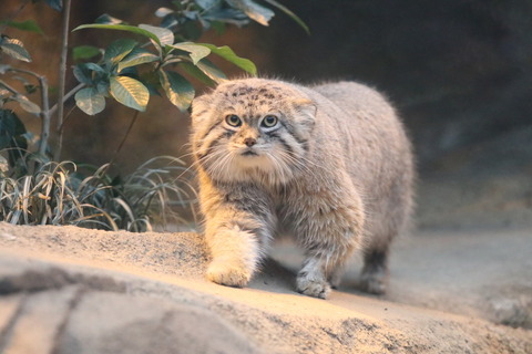 マヌルネコ | ガレージライフを夢見る男