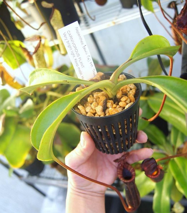 N.lowii Mt.Trusmadi : fukuro