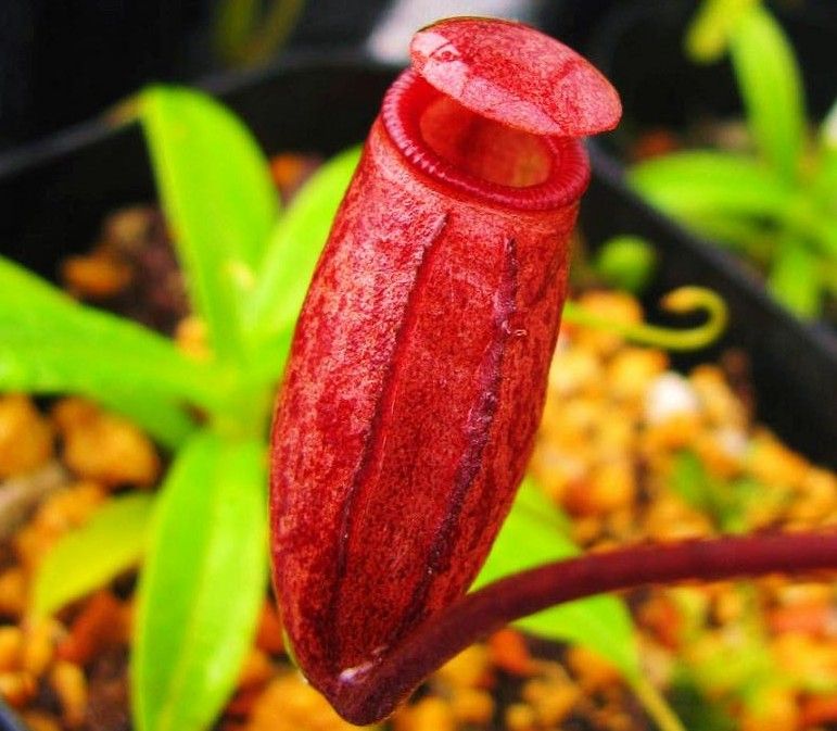 N.rajah ＃5. : fukuro