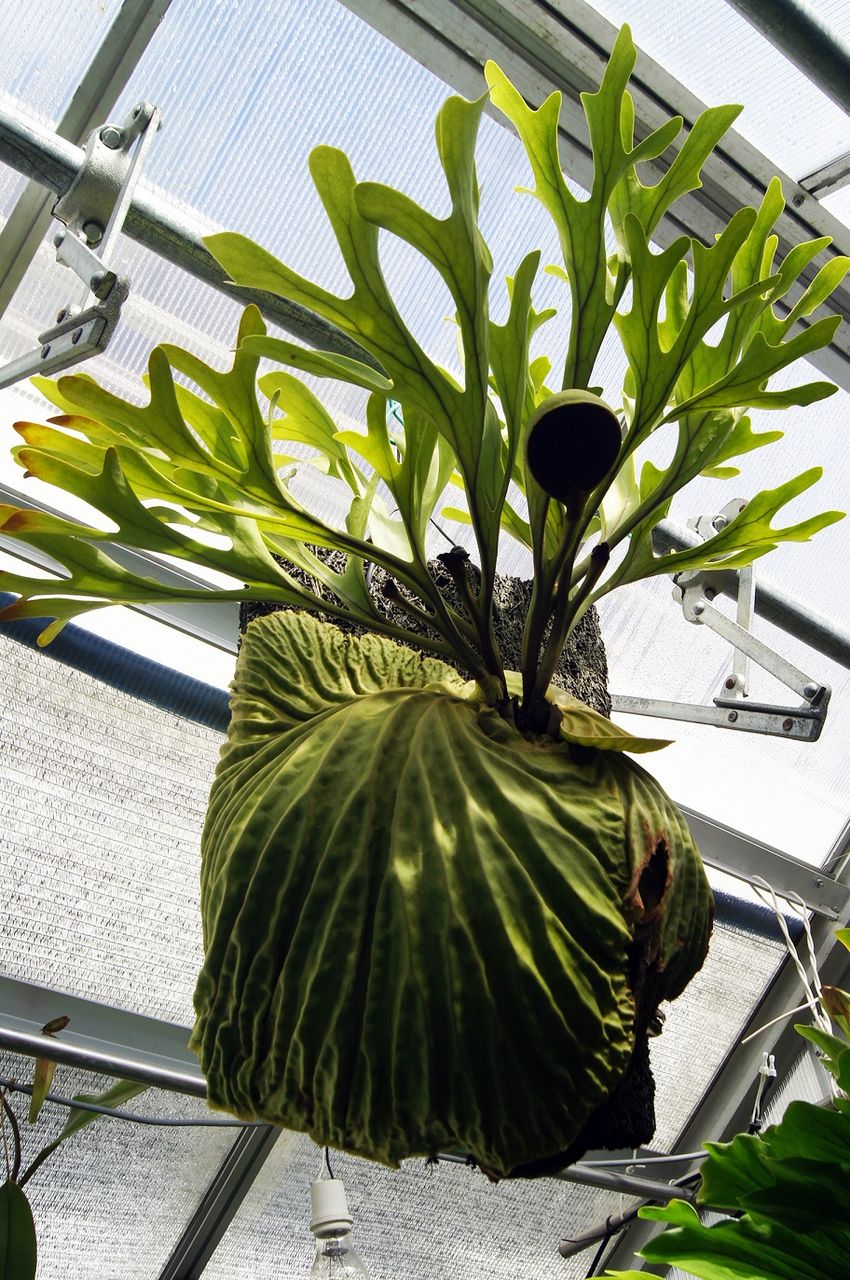 P.ridleyi Myanmar : fukuro