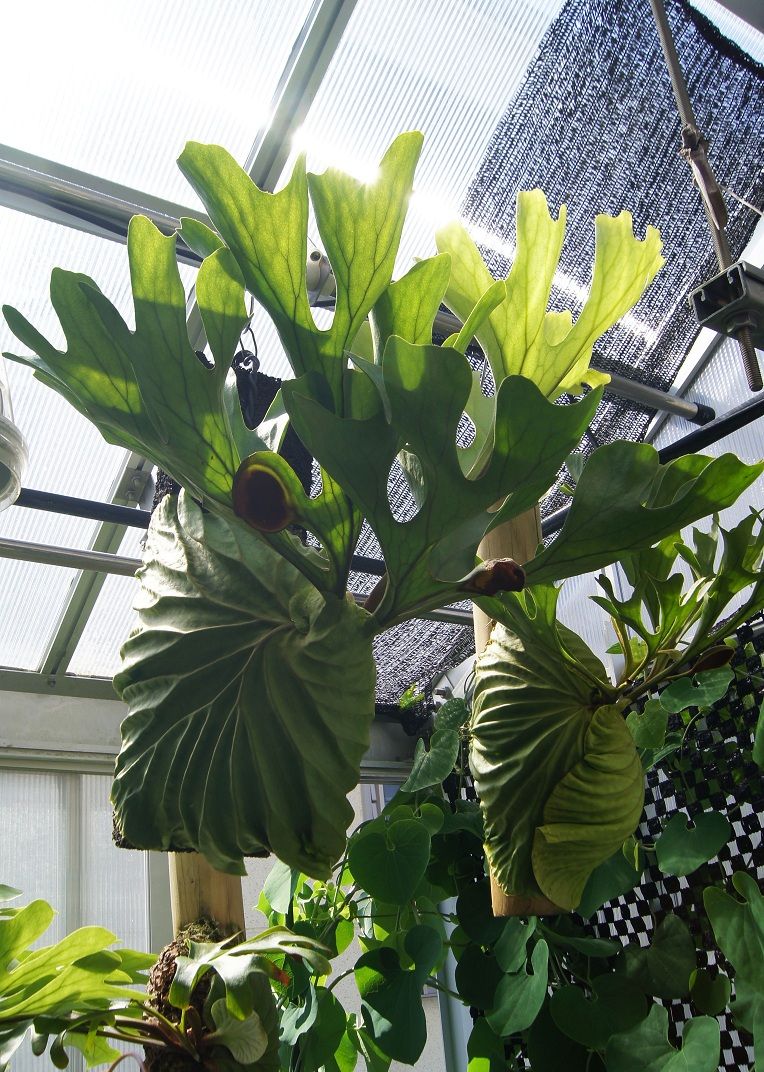 P.ridleyi f.stumpy : fukuro