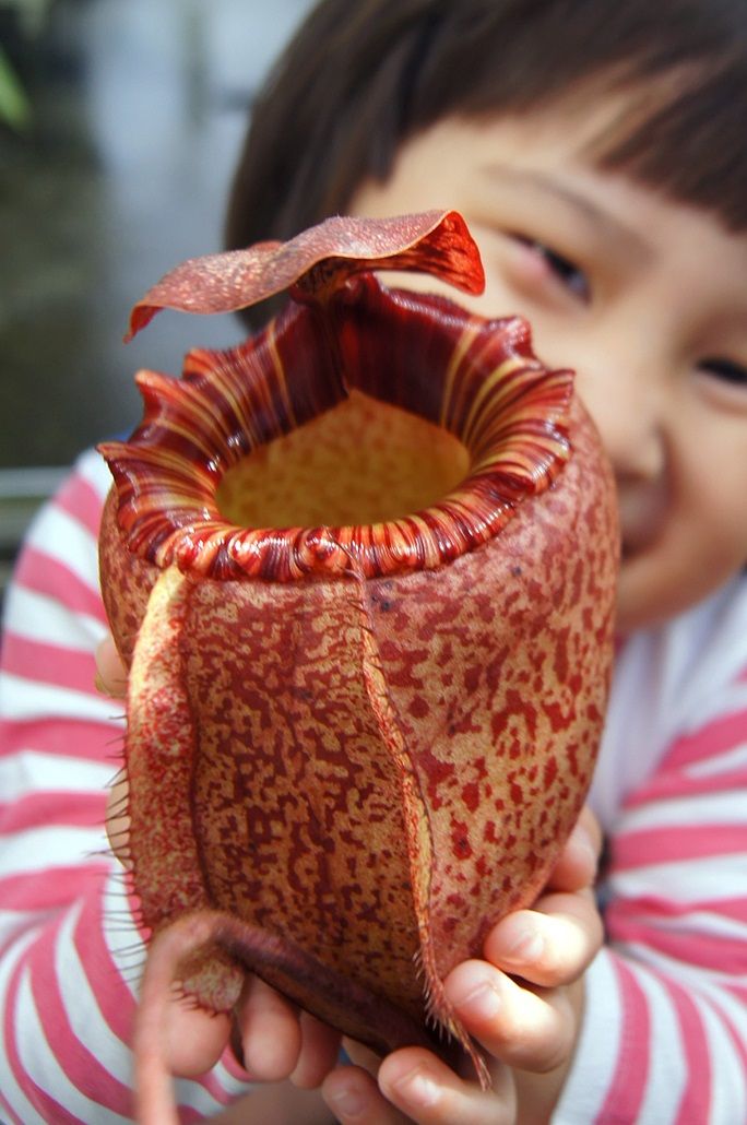 N.peltata f.Yellow Phantom cv.Yamada : fukuro