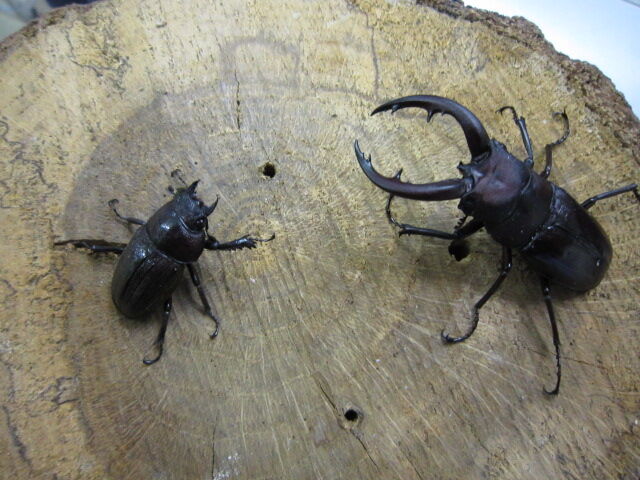 昆虫ショップGHOST（ゴースト）