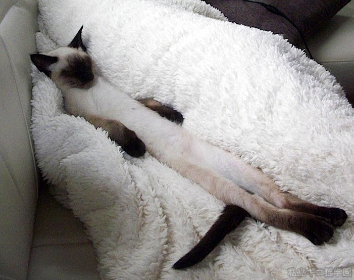 1000+ images about Siamese Cats on Pinterest | Siamese, Siamese cats ...