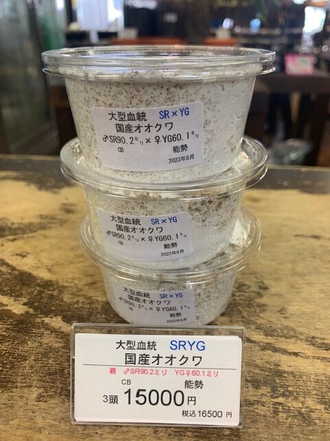 人気国産オオクワ幼虫 : カブトクワガタ★GLOBAL