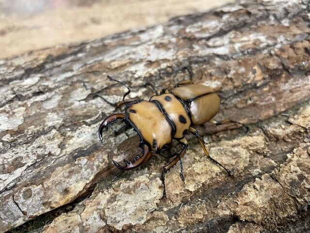 春 : カブトクワガタ★GLOBAL