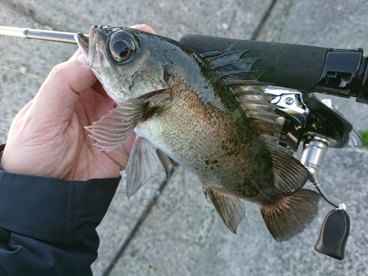 デイメバル:YAMAGA 71TZ-NANO/人の竿で釣るのはオモロイね デイメバル:YAMAGA 71TZ-NANO/人の竿で釣るのはオモロイね