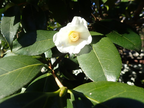 シロワビスケ：Camellia Wabisuke “Shirowabisuke” : 英語で話す日本：About Japan in English