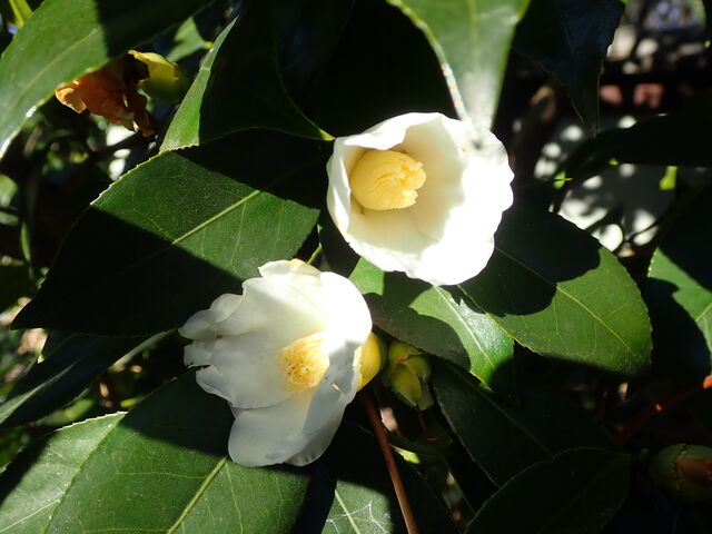シロワビスケ：Camellia Wabisuke “Shirowabisuke” : 英語で話す日本：About Japan in English