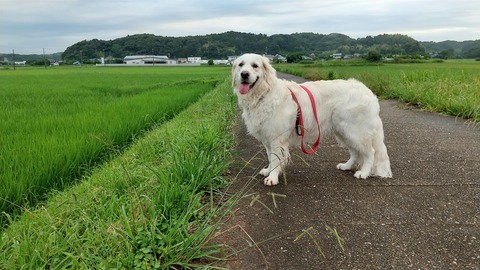 ベタベタ草 : 私はもも子