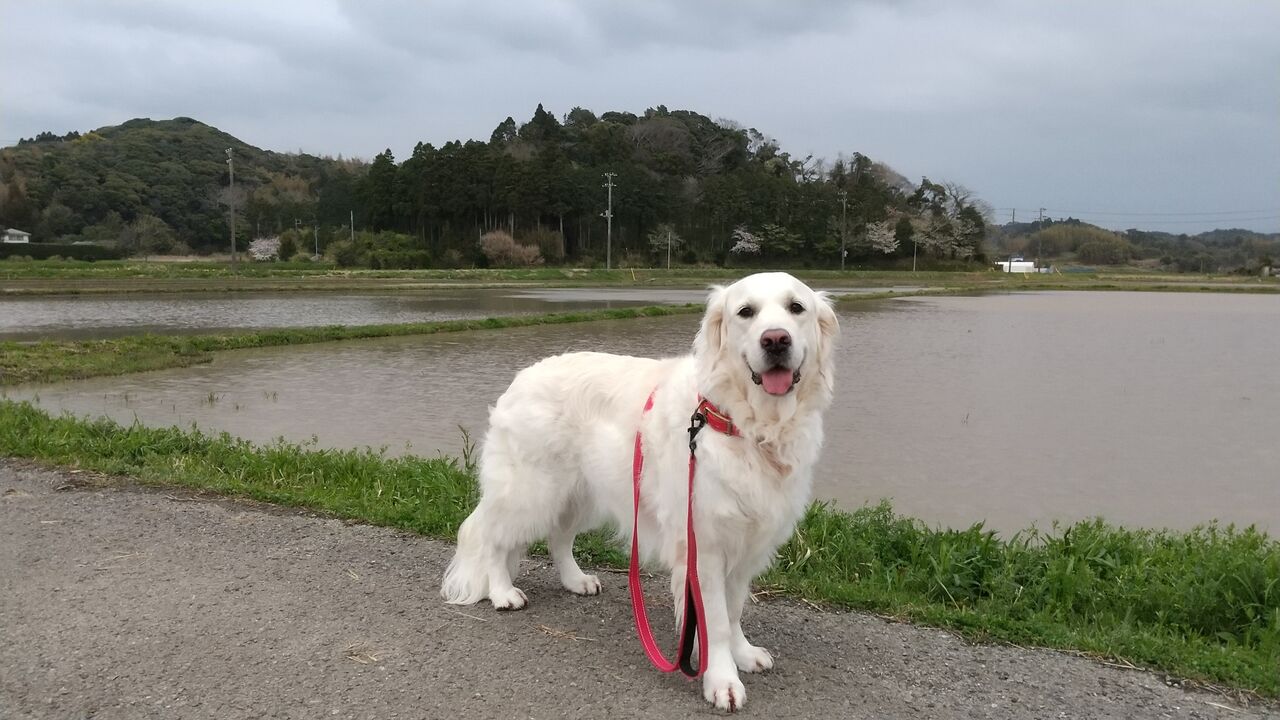 花冷え : 私はもも子