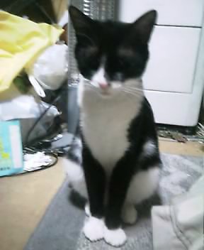 猫のミトン - livedoor Blog（ブログ）