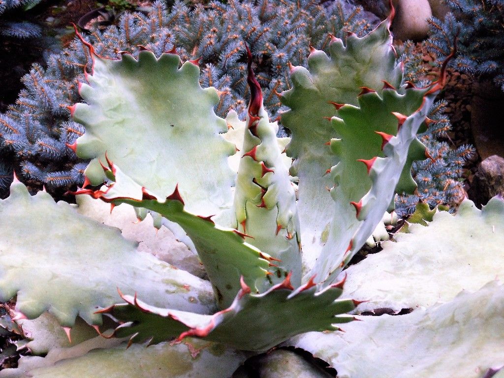 アガベ』 【キャメロンブルー】2 : 【My Favorite Plants】 アガベ』 【キャメロンブルー】2 : 【My Favorite Plants】