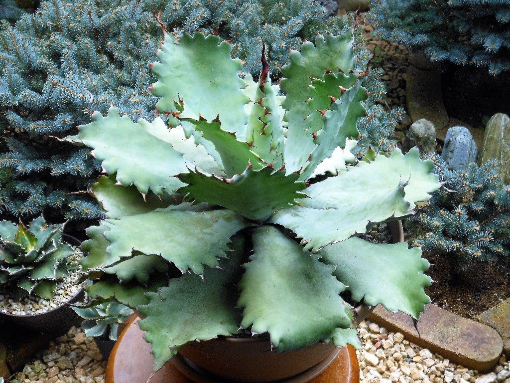 アガベ』 【キャメロンブルー】2 : 【My Favorite Plants】 アガベ』 【キャメロンブルー】2 : 【My Favorite Plants】