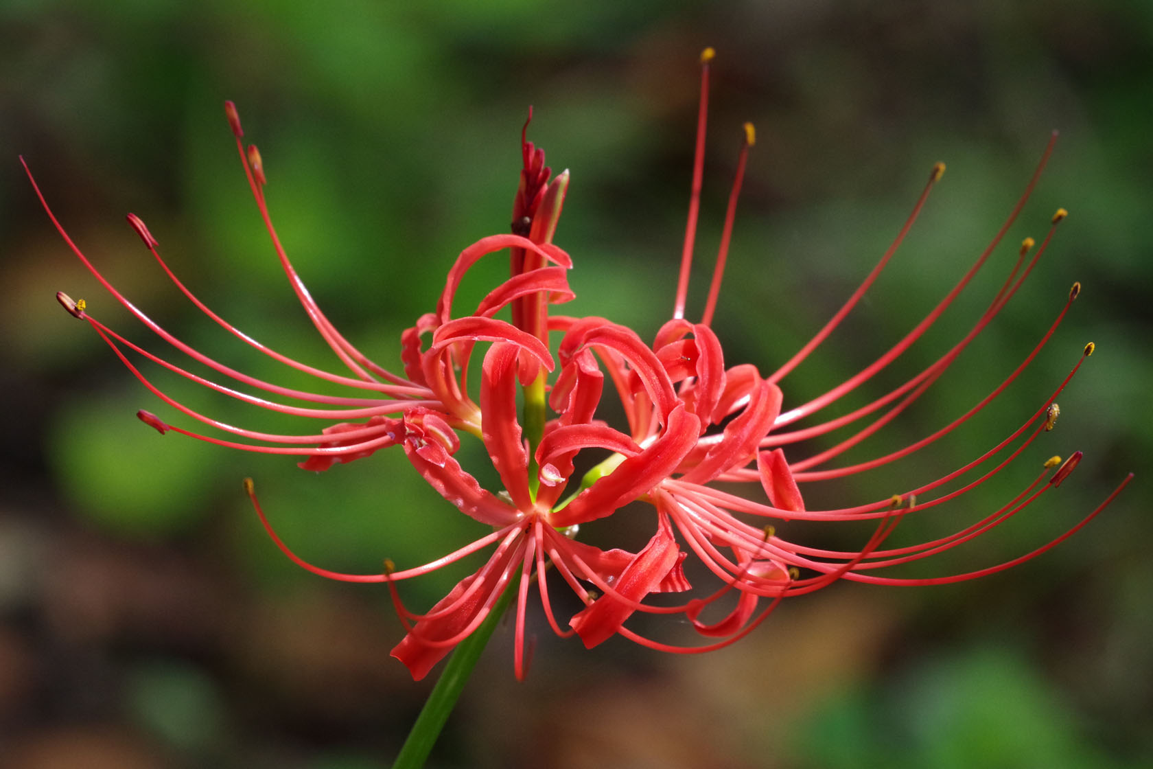 樹木公園の彼岸花はまだほとんど咲いてませんでした : 新・ぐだぐだ日記 (と覚え書き) PART 2
