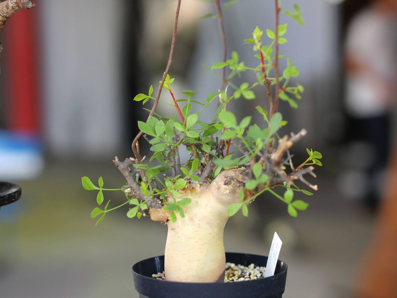 「植物³」 アーカイブ3 : Gunma Plants Lovers