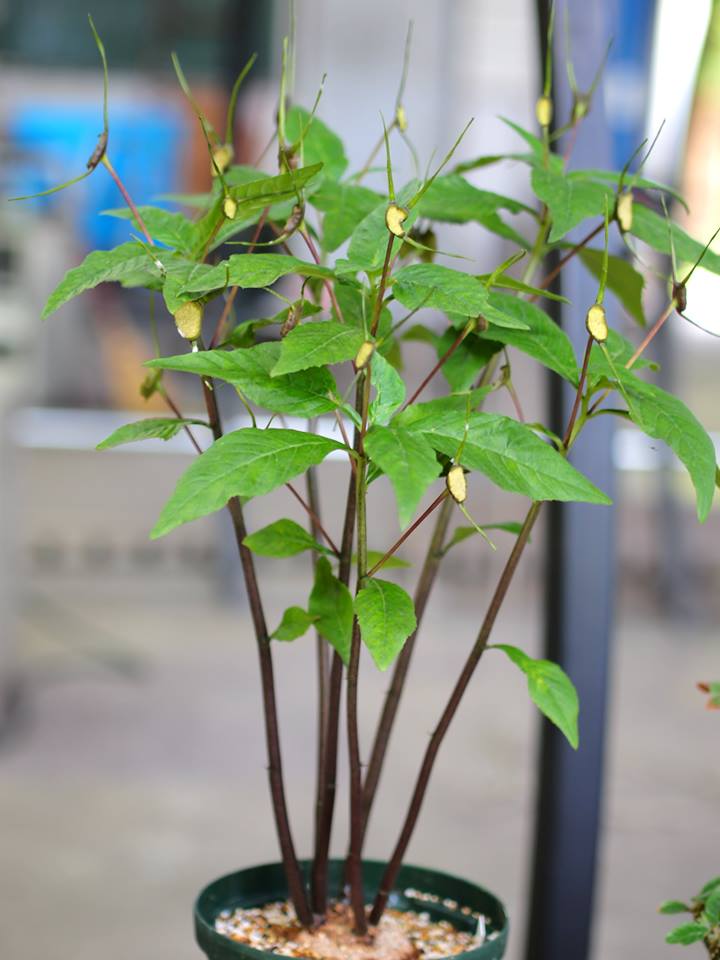 G.P.L イベント第2弾「SCULPLANTS」 概要2 : Gunma Plants Lovers