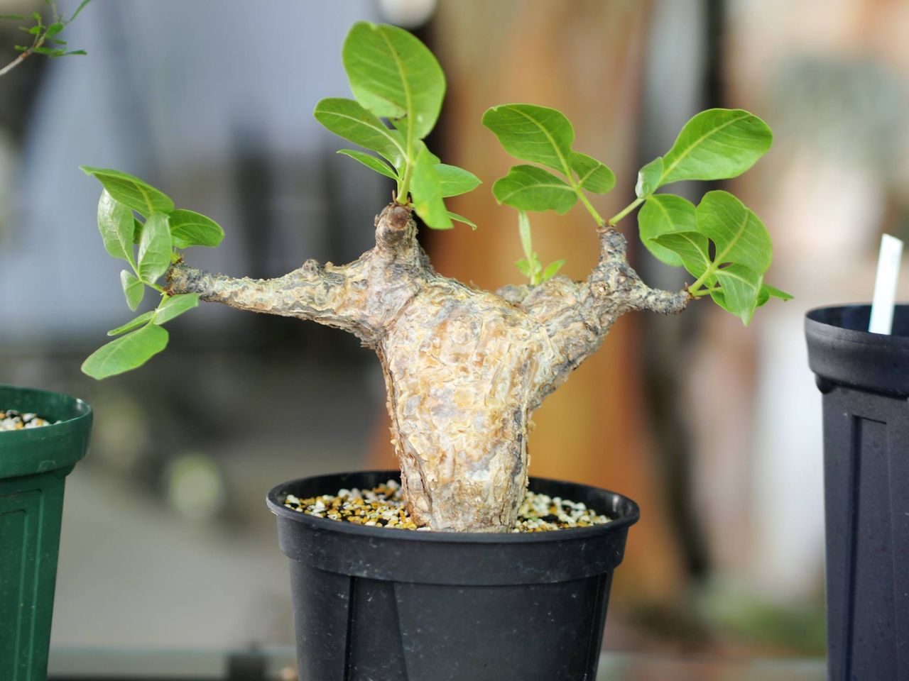 「植物³」 アーカイブ3 : Gunma Plants Lovers