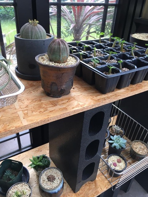 出品者紹介 北森 翔太氏 : Gunma Plants Lovers