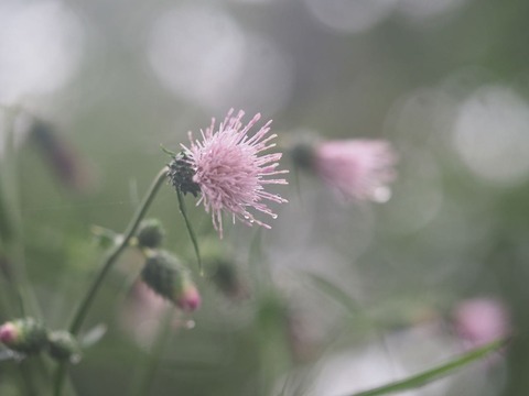 蜘蛛の巣とくっつき虫だらけになりました おおみち越え登って立石峠越え降る : 無添加なたらみの日々