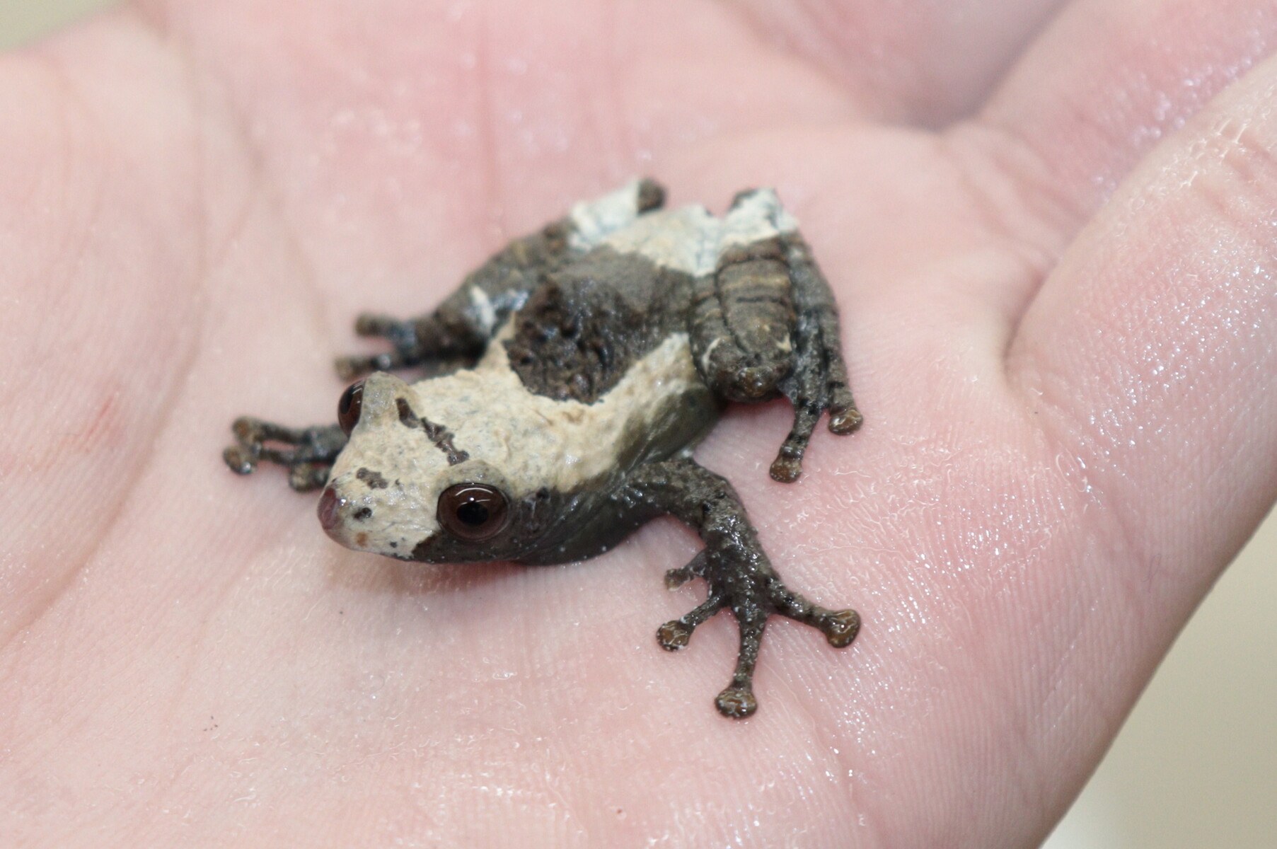 【新入荷】春の知らせ🌸ちょろっと新着＋今週末はサービスday : 爬虫類倶楽部 J ジョイフル本田千代田店