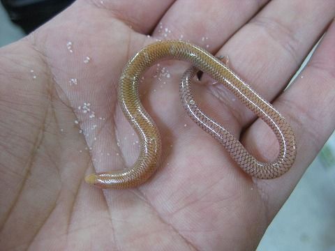 お待ちかね！！パンサーカメレオンです:爬虫類倶楽部ファームブログ