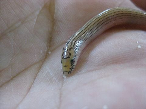 お待ちかね！！パンサーカメレオンです:爬虫類倶楽部ファームブログ