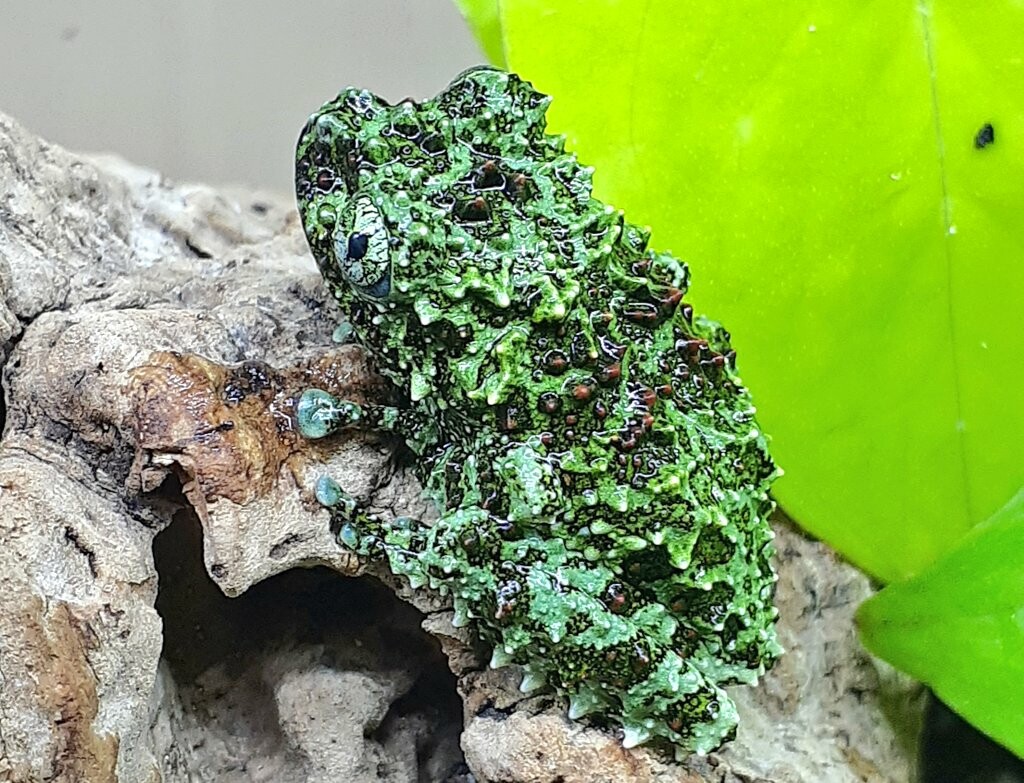 爬虫類倶楽部:1階～マレーシア便＋α～ - livedoor Blog（ブログ）