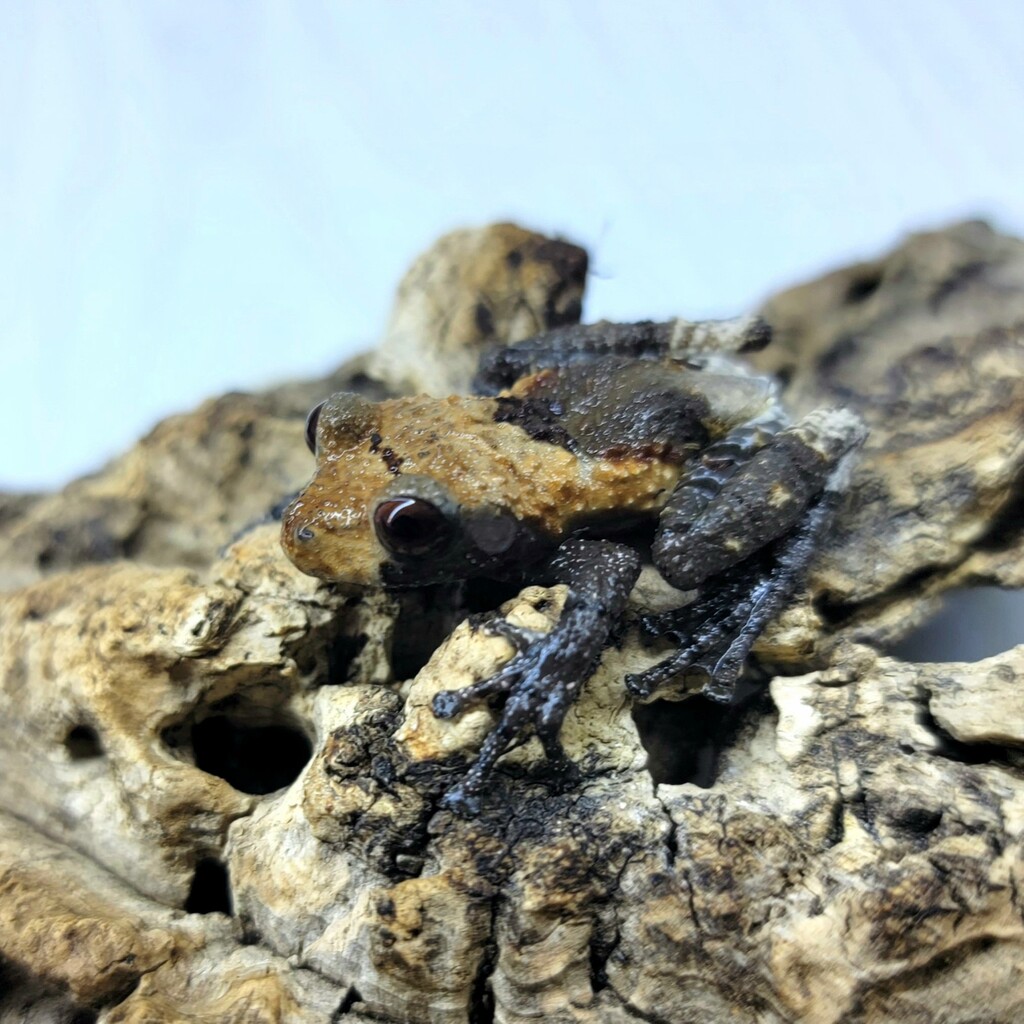 爬虫類倶楽部:1階～マレーシア便＋α～ - livedoor Blog（ブログ）