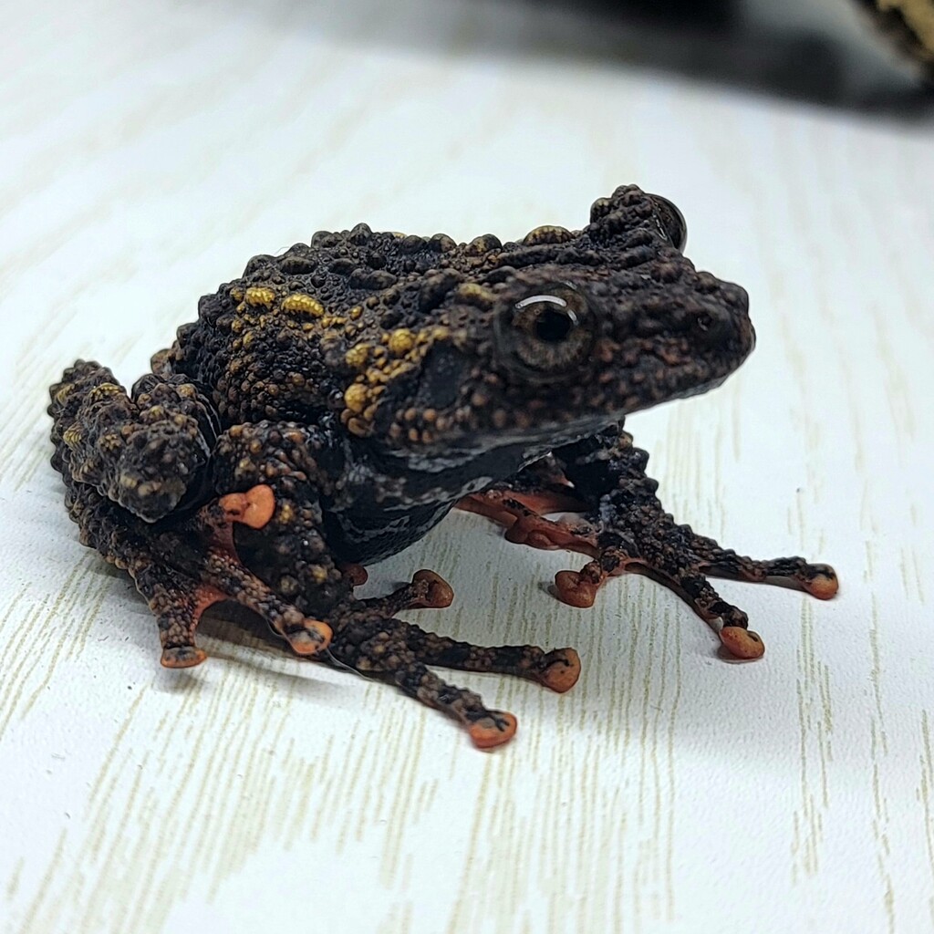 爬虫類倶楽部:1階～マレーシア便＋α～ - livedoor Blog（ブログ）