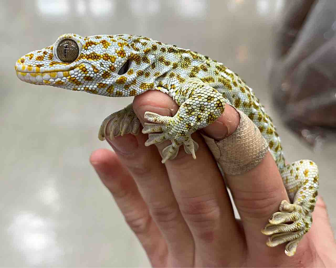 爬虫類倶楽部:2023年02月 - livedoor Blog（ブログ）