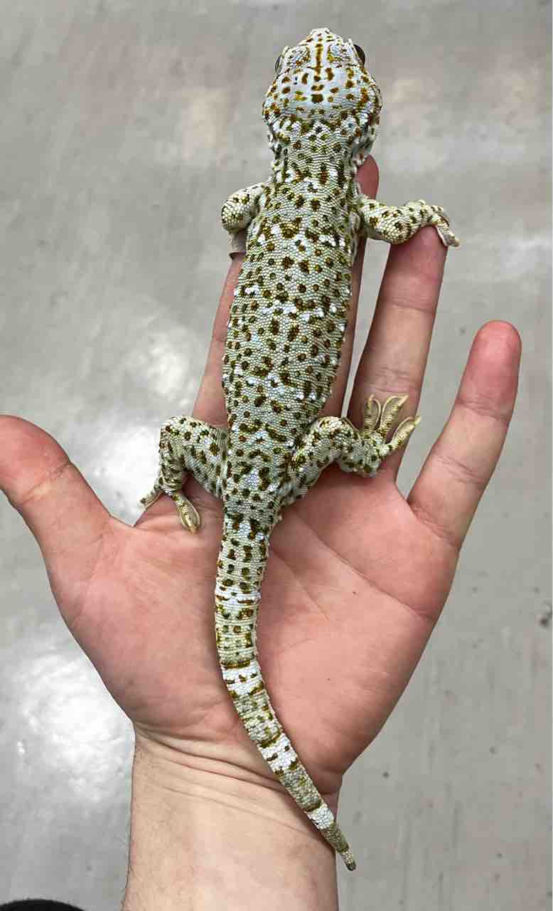 爬虫類倶楽部:2023年02月 - livedoor Blog（ブログ）