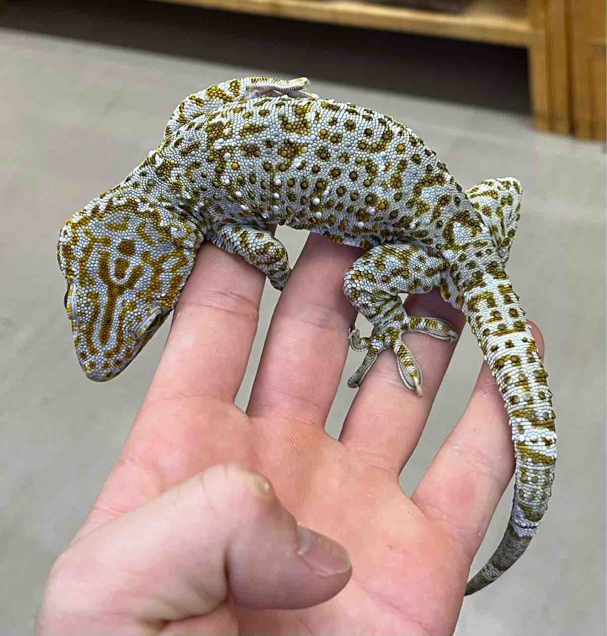 爬虫類倶楽部:2F マダ便の民やマレーシアの民など色々！ペグーもあるよ！ - livedoor Blog（ブログ）