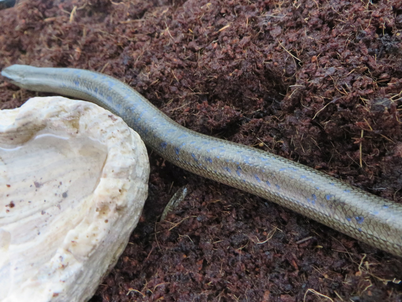 Anguis colchica！！ : 爬虫類倶楽部大宮店公式ブログ