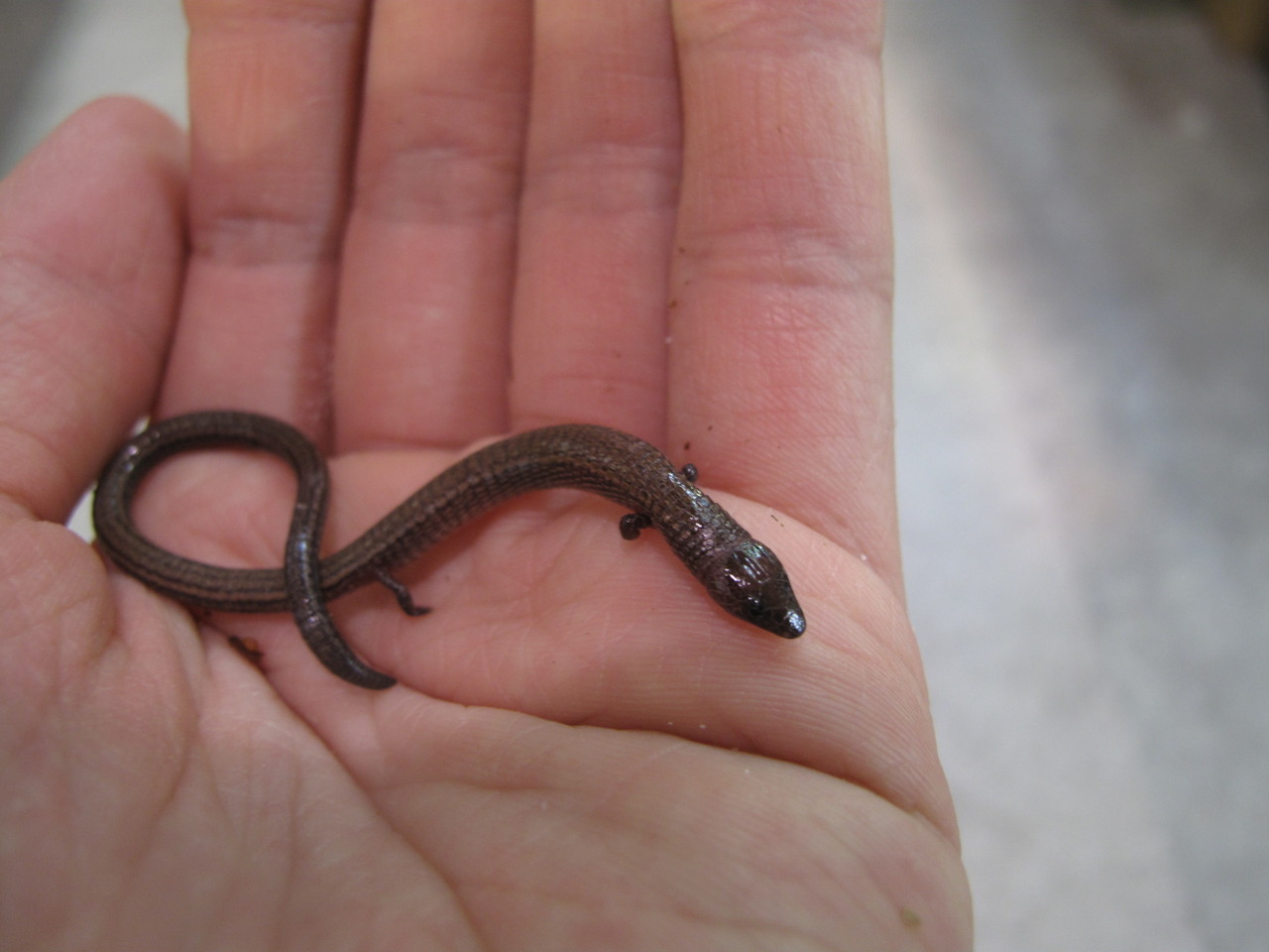 バキア来た！！反対から読んだらタキアキバ！！ : 爬虫類倶楽部大宮店公式ブログ