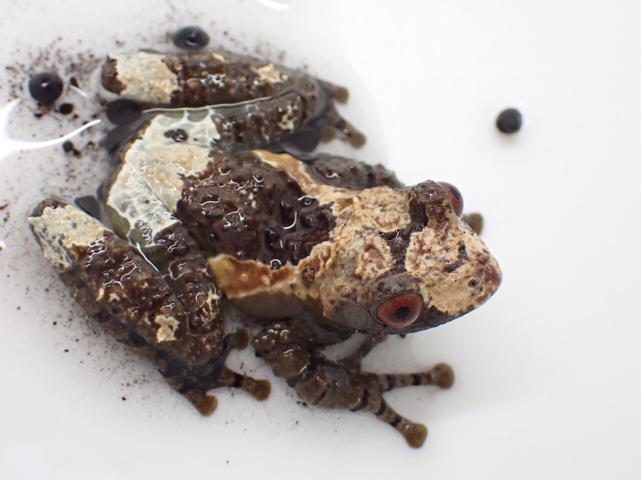 2024年04月 : 爬虫類倶楽部大宮店公式ブログ