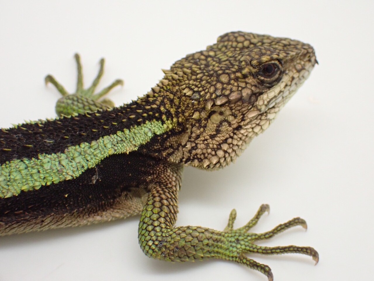 トカゲ新着！ キノボリトカゲやマレーシア＋α : 爬虫類倶楽部大宮店公式ブログ