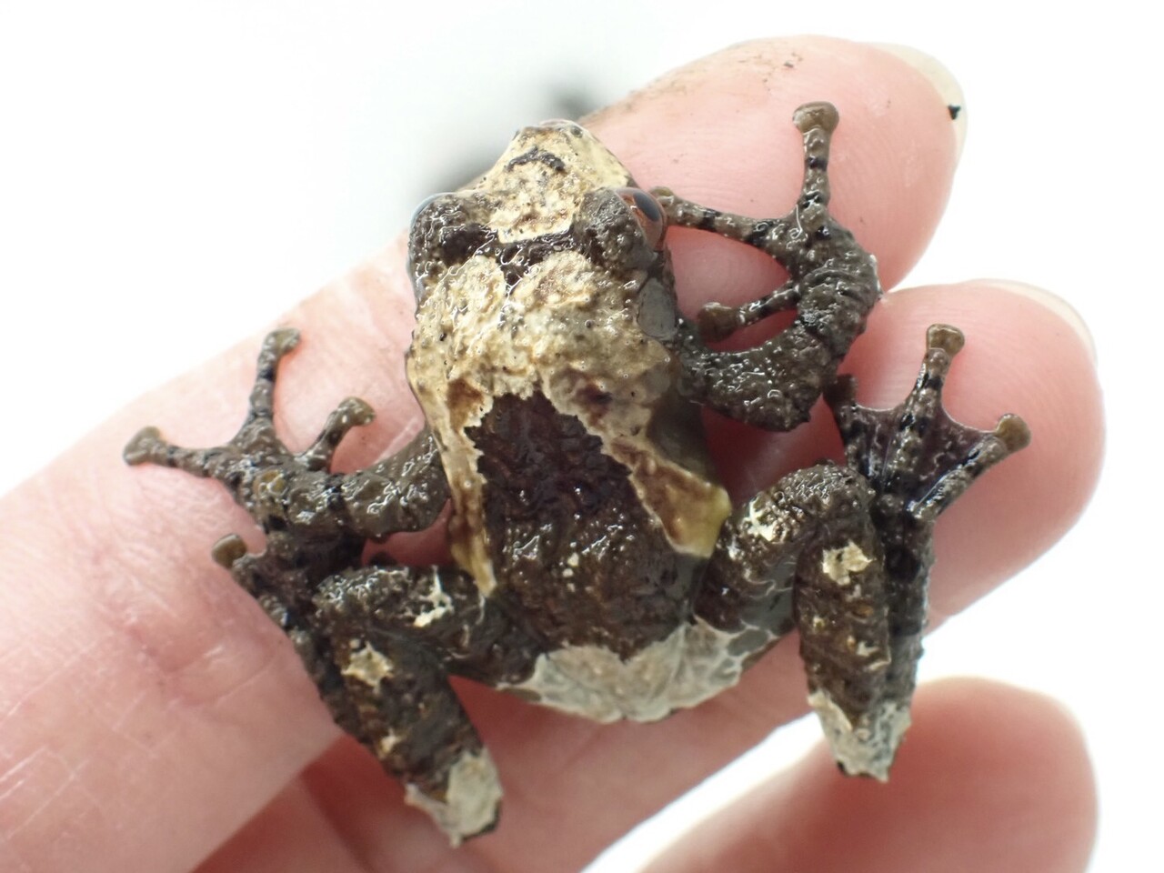 両生類新着！中国便ご紹介！！ : 爬虫類倶楽部大宮店公式ブログ