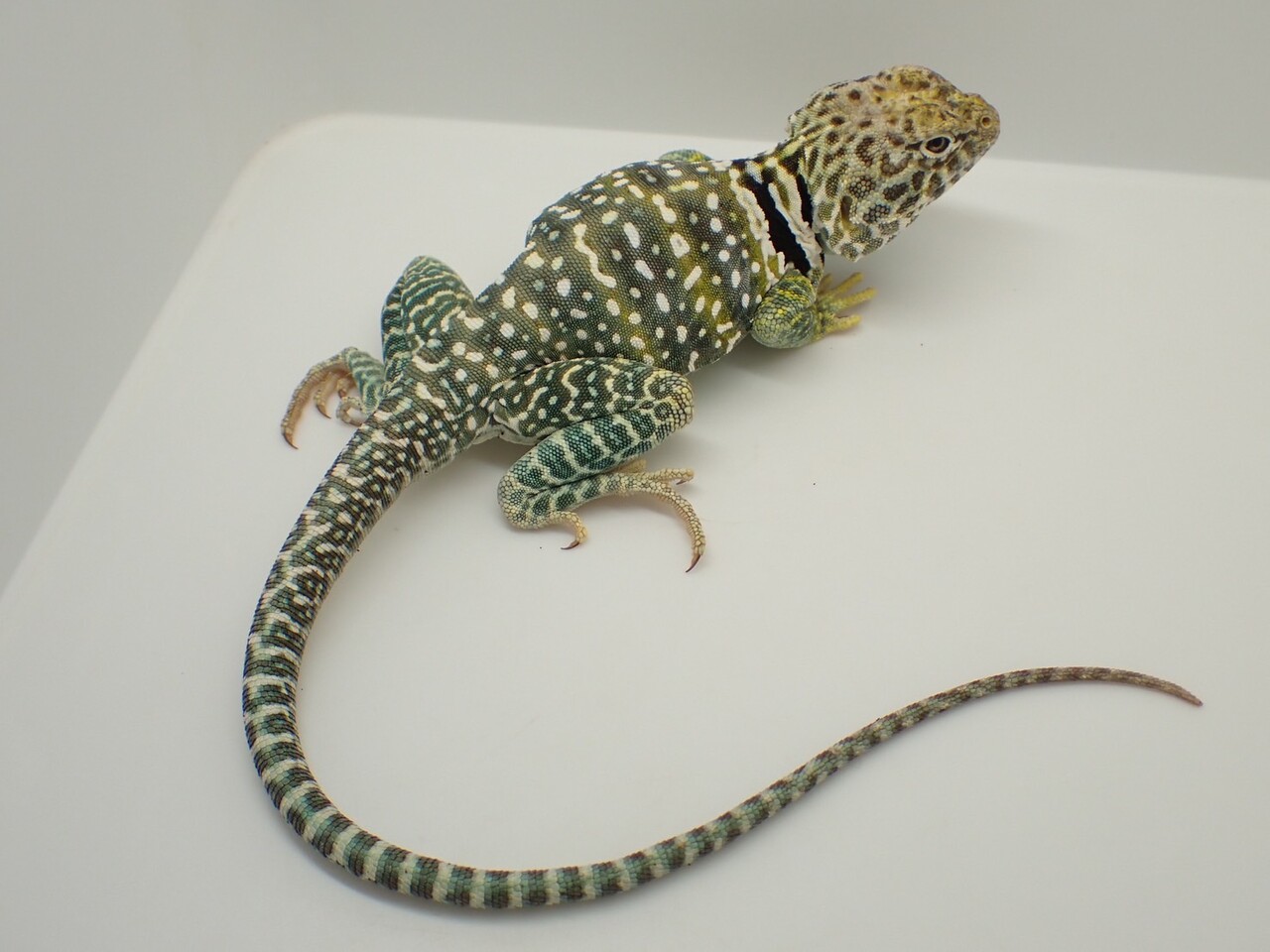 トカゲ新着！色々来てます～！ : 爬虫類倶楽部大宮店公式ブログ